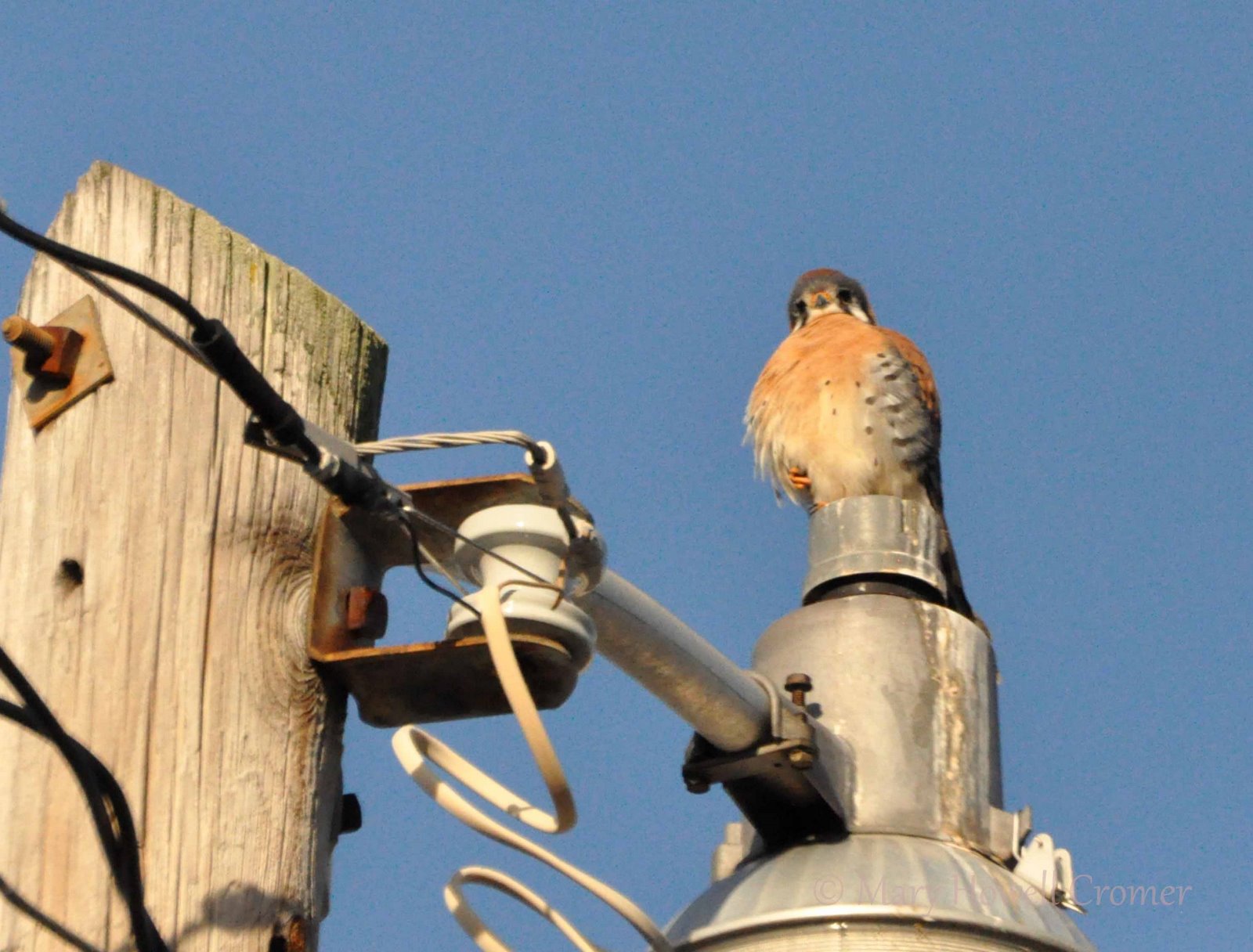 Red-shouldered Hawks of Tingsgrove and Beyond: What Are You Caw, Caw ...