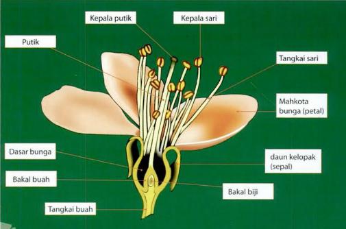 Bagian-bagian dan Penggolongan Bunga | Morfologi Bunga