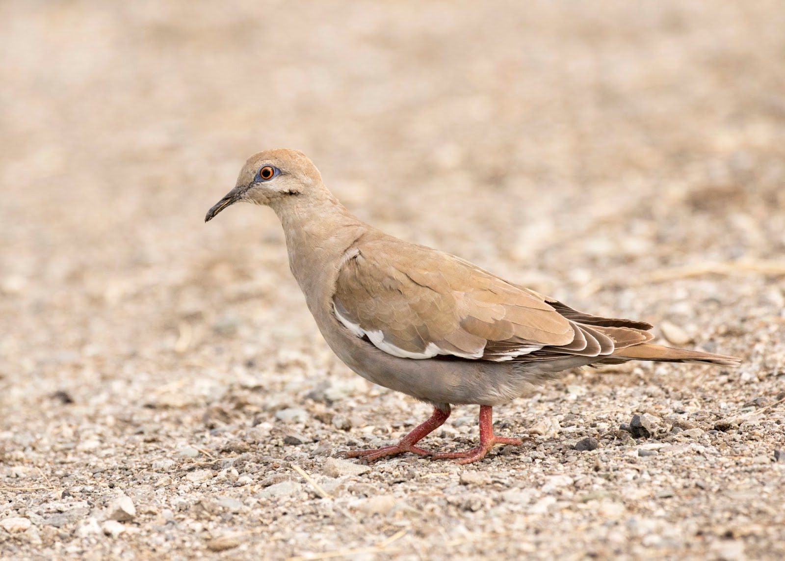 BC Rare Bird Alert: RBA: WHITE-WINGED DOVE in Richmond - Sept 10-17th