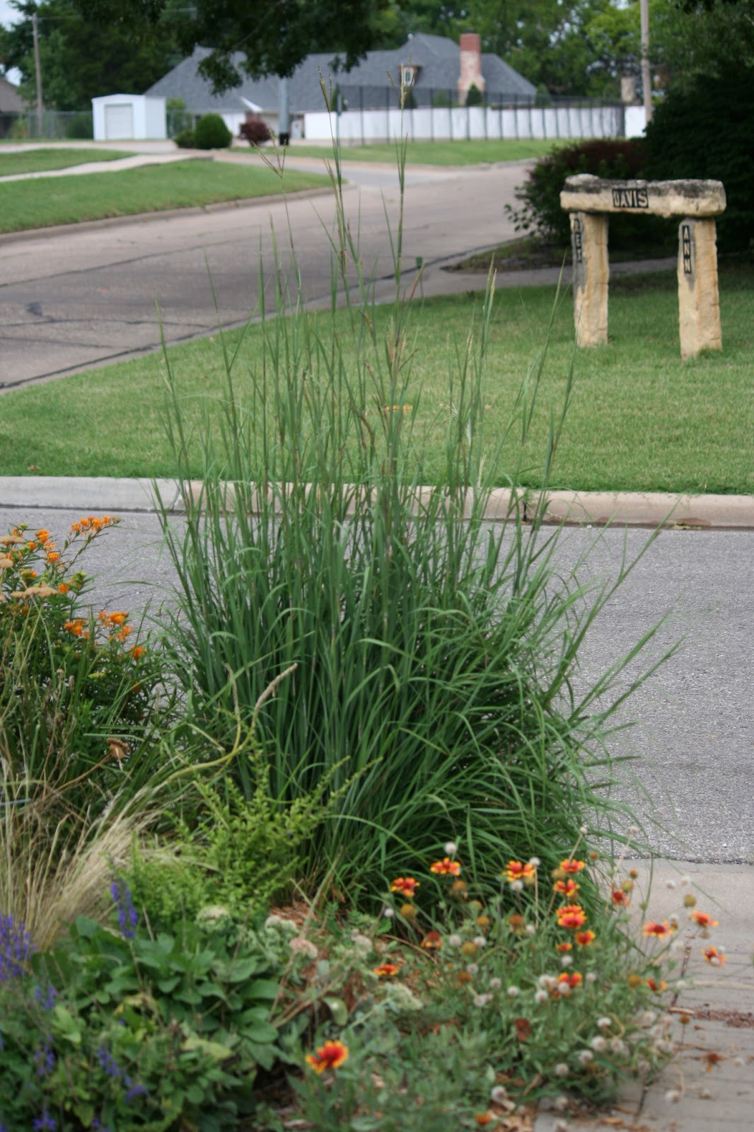 Gardening with Greggo: Little Blue and Turkeyfoot