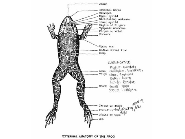 amphibians: External Anatomy of the Frog
