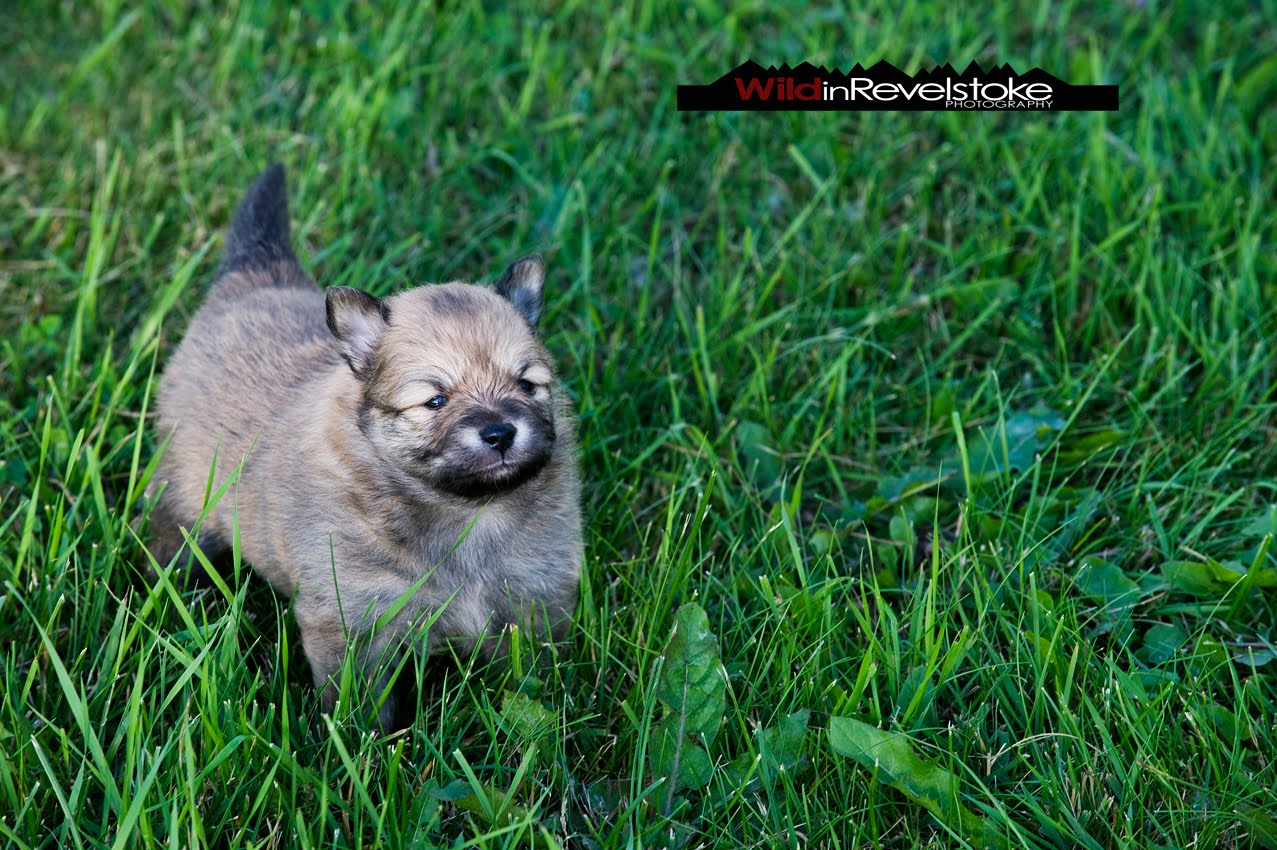 Wildin BC Photography: Pomino Puppies #4
