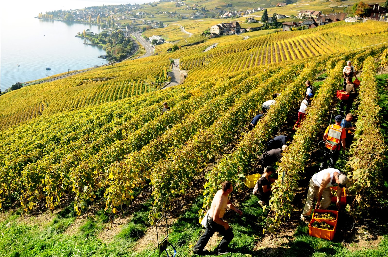 loving switzerland blog: Terrasses de Lavaux, Vaud
