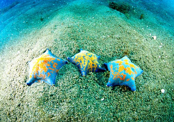 OJOP: Asterina pectinifera