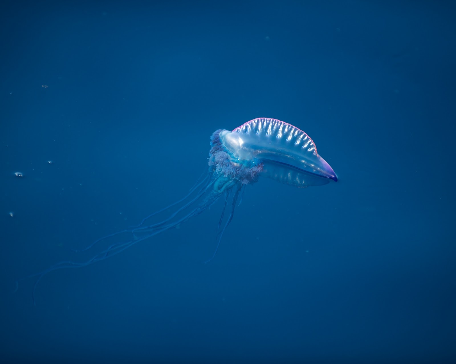 Peroratio: (2013/465) Colônias especializadas - os espatacularmente ...