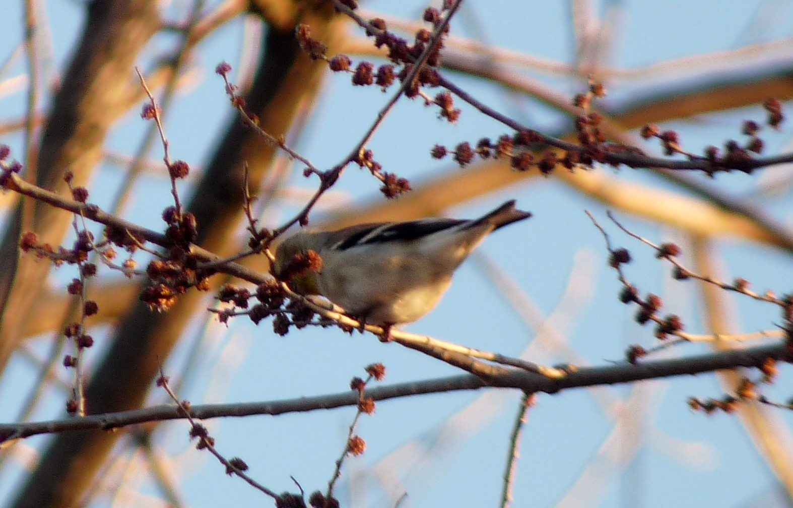 The Greenbelt: March birds
