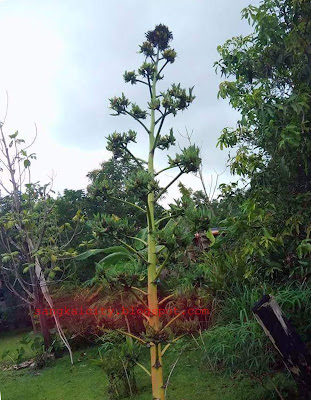 Tercyduk!!? Inilah pohon Batang Garing yang Sebenarnya! | Sangkay City