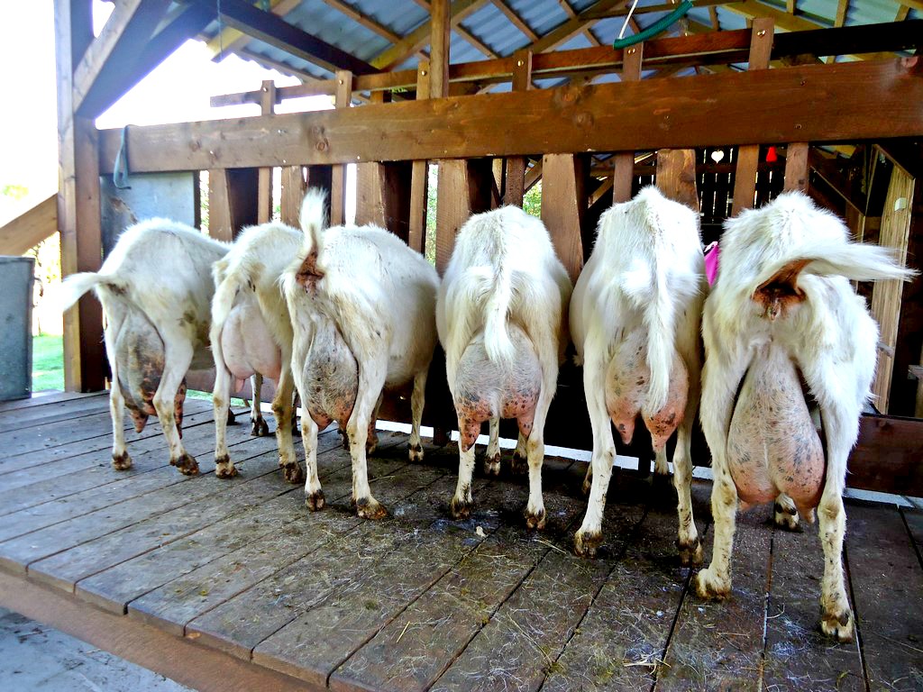 Goat milking
