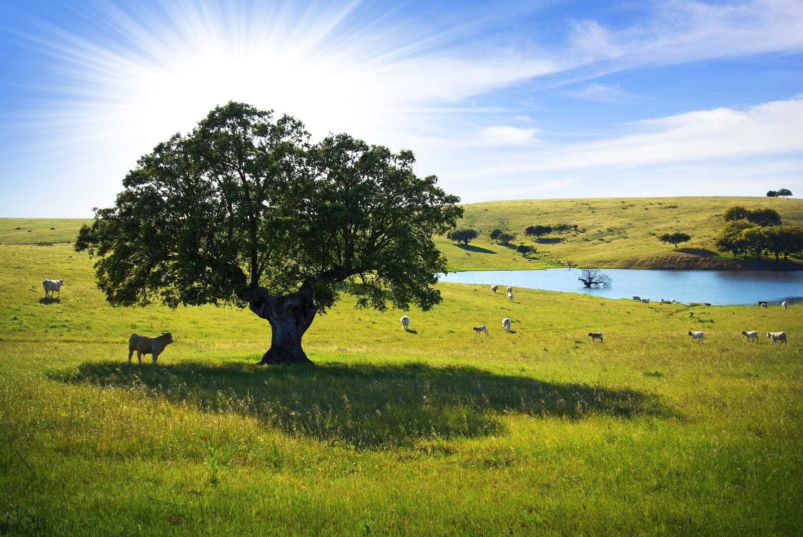 BANCO DE IMÁGENES: Árbol gigante en un paisaje natural con lago y vacas