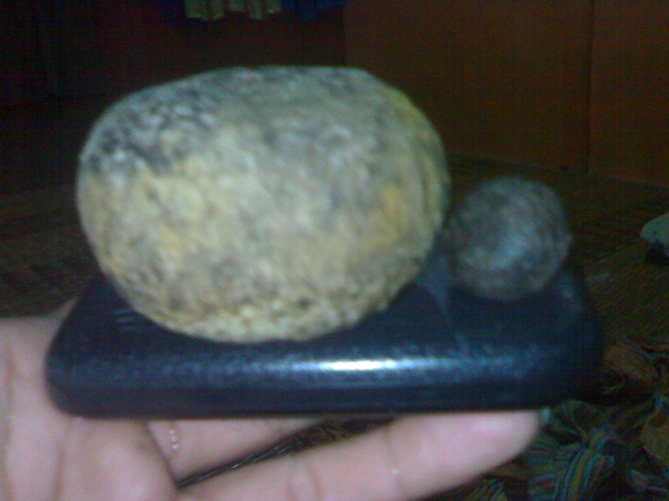 geliga landak batu landak: pembeli batu landak dengan harga tinggi