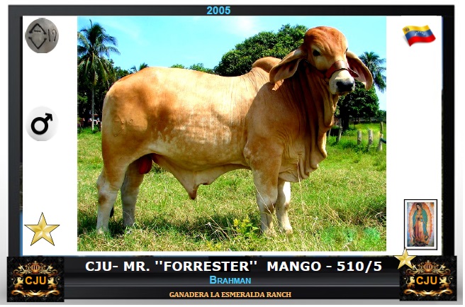 CEBÚ ♥ ♥ ♥ ZEBÚ♔♕♖♗♘ LA PASIÓN POR EL #CEBÚ #ZEBU: CJU- MR. ''FORRESTER ...