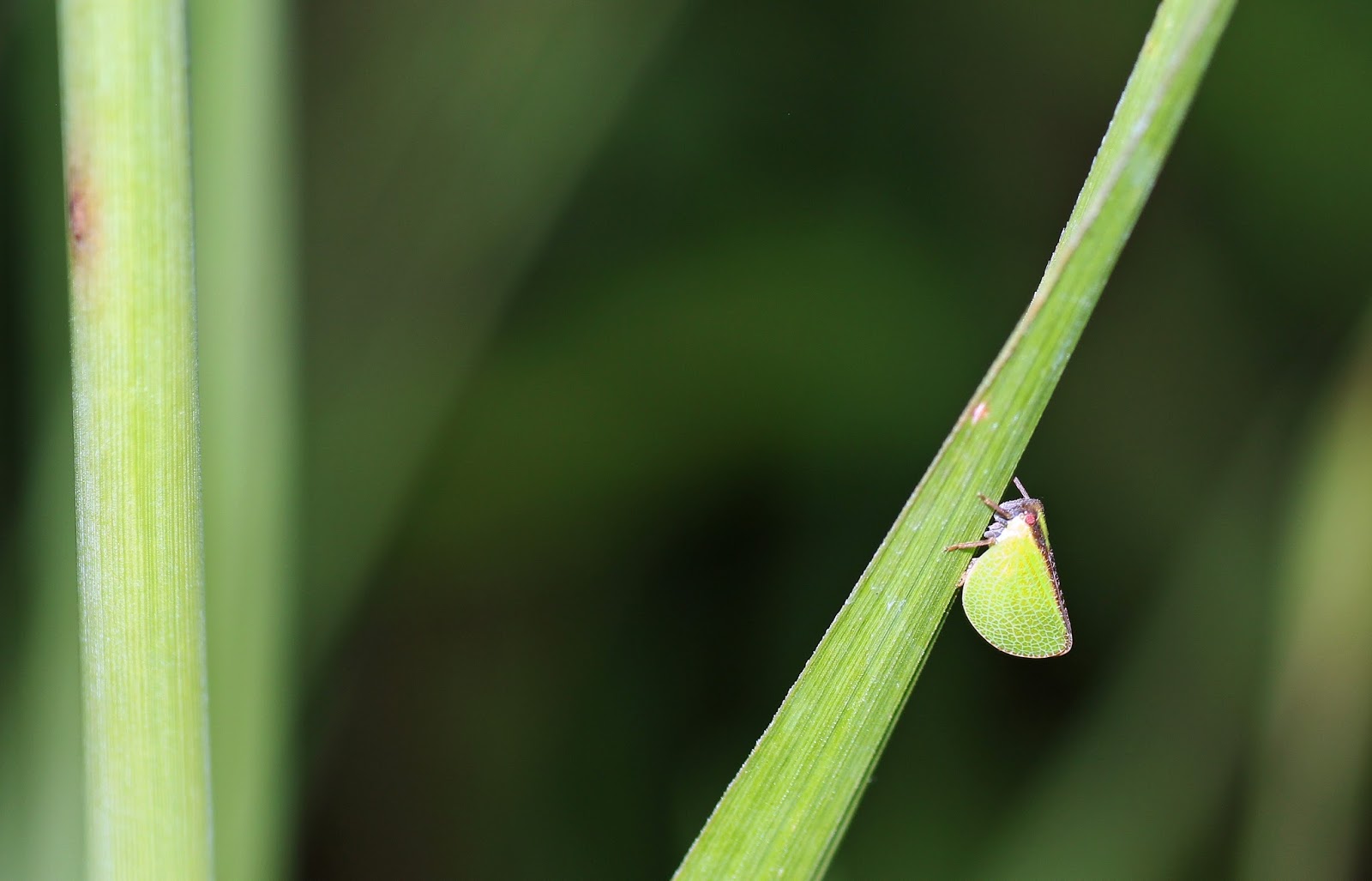 MObugs: Two-Striped Planthopper