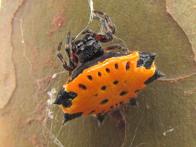 Colombia más que biodiversidad: algunos insectos