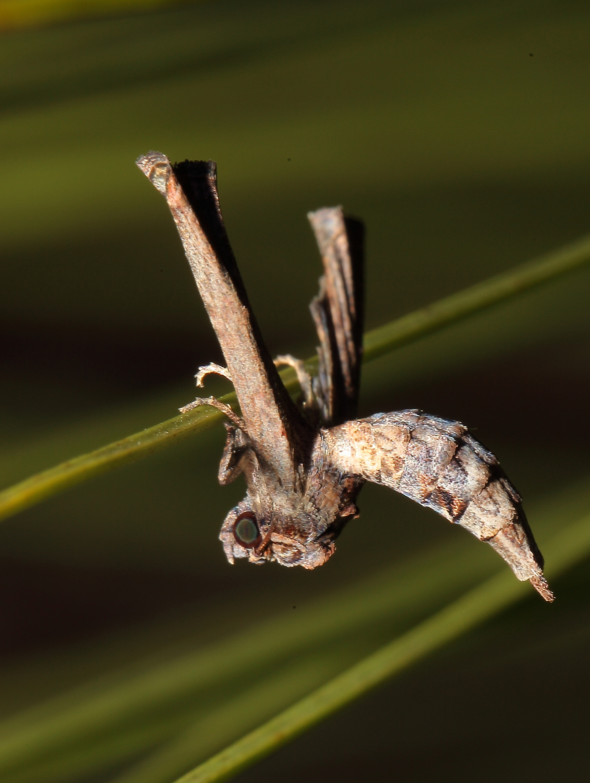 BunyipCo: A Few Nice Moths