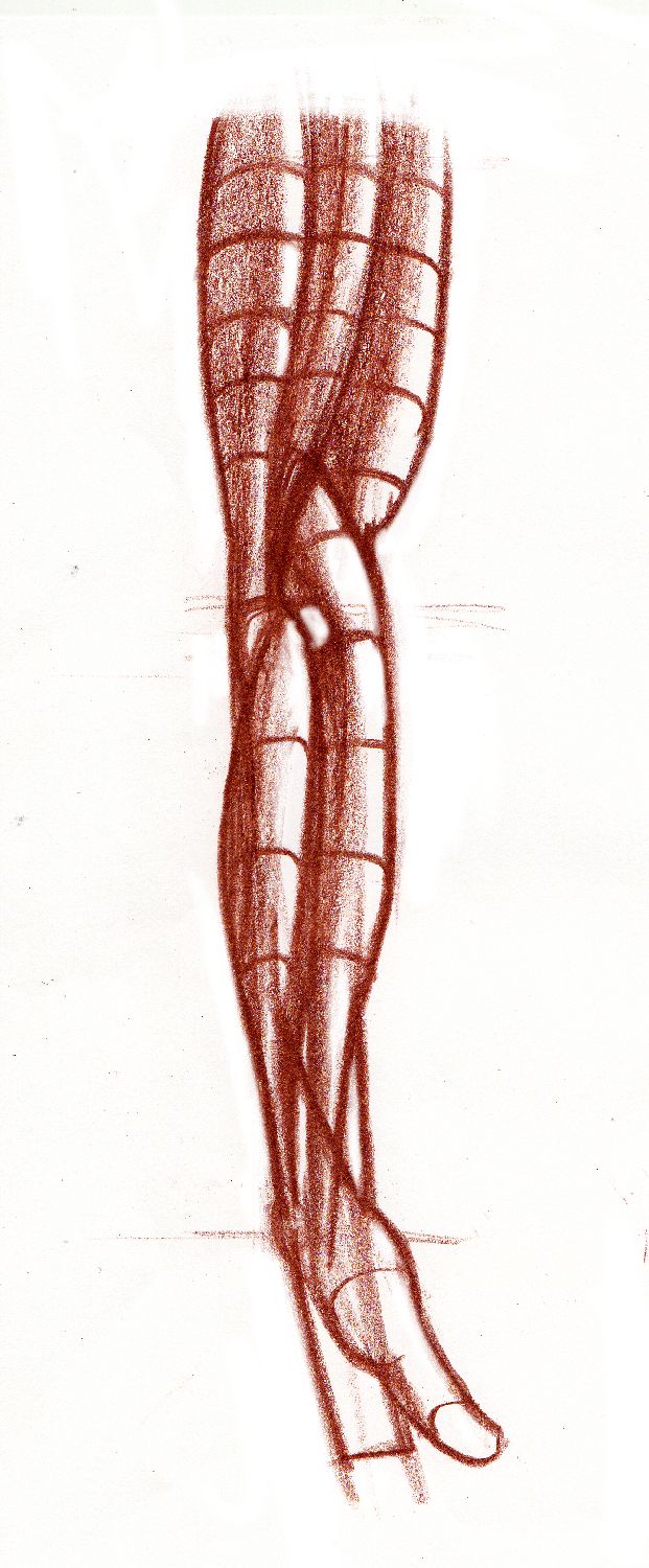 Arm Side View