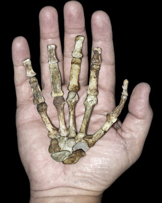 KARABO: AUSTRALOPITHECUS SEDIBA. LA NUEVA ESTRELLA