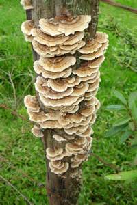 Classe Basidiomycetes (Basidiomicetos)