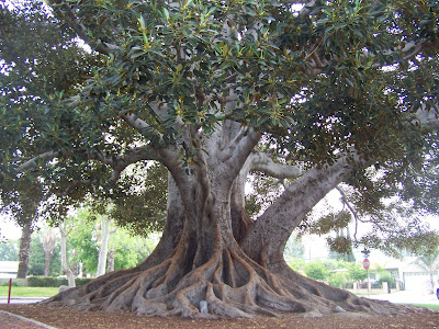 Via My Viewfinder: Big Tree