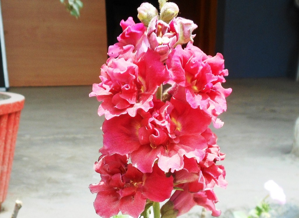 पुष्‍पांजलि: प्रकृति मां