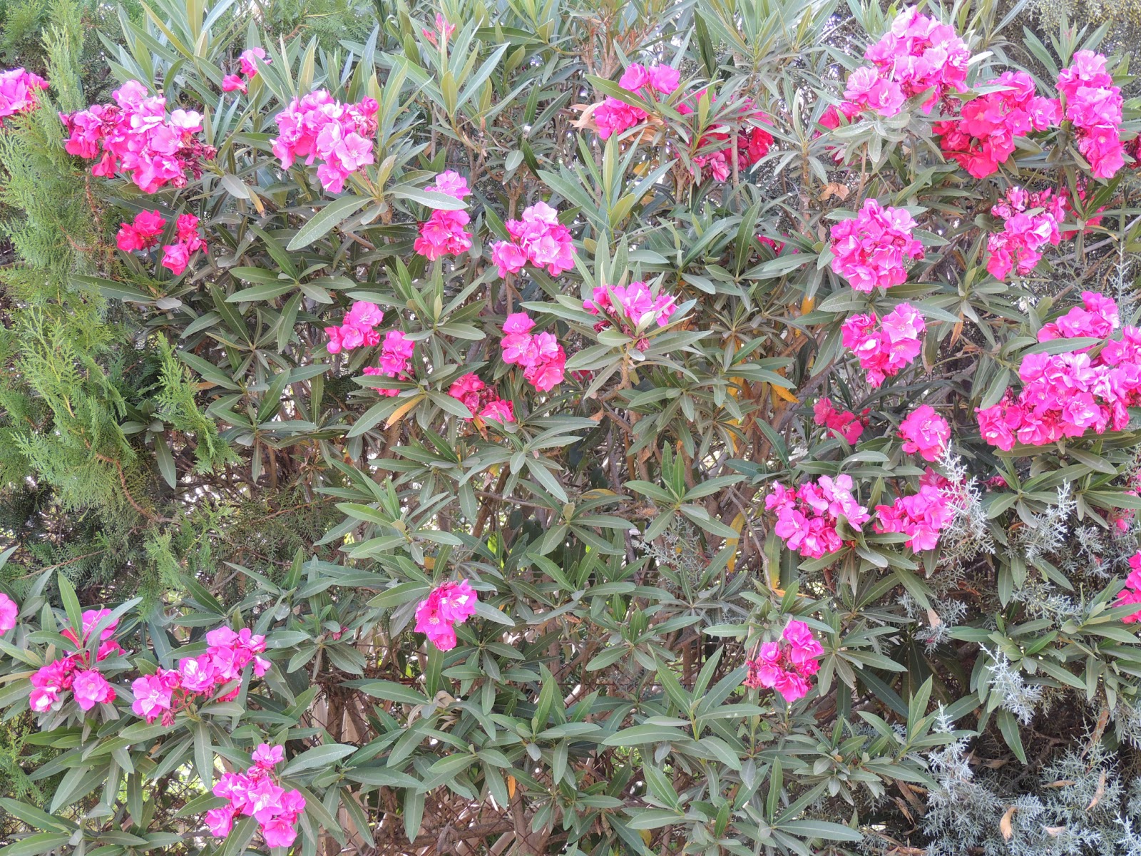 El Terrao - Dos urbanitas en el campo: ADELFAS