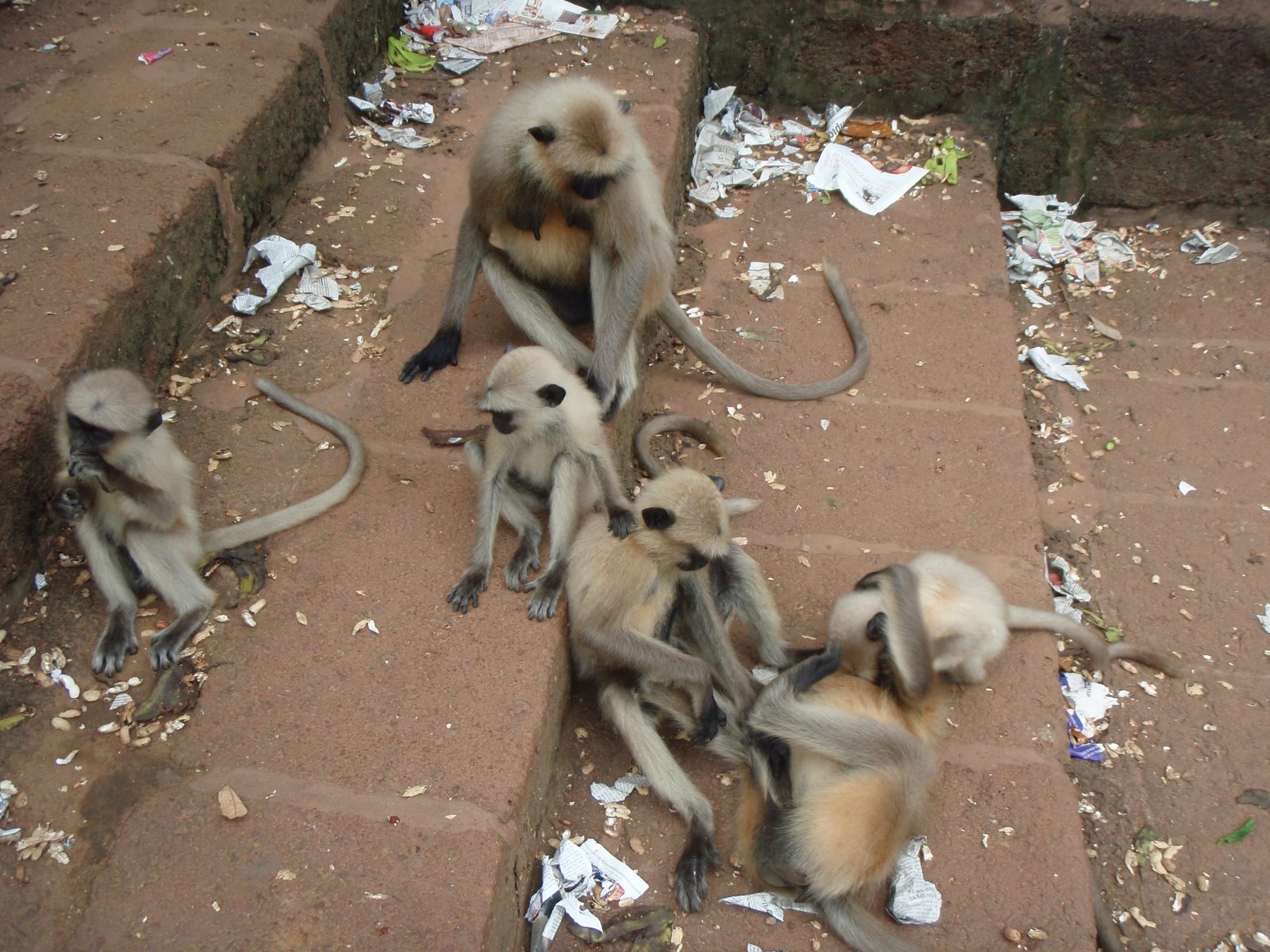 All Ghee'd up & Ready to go