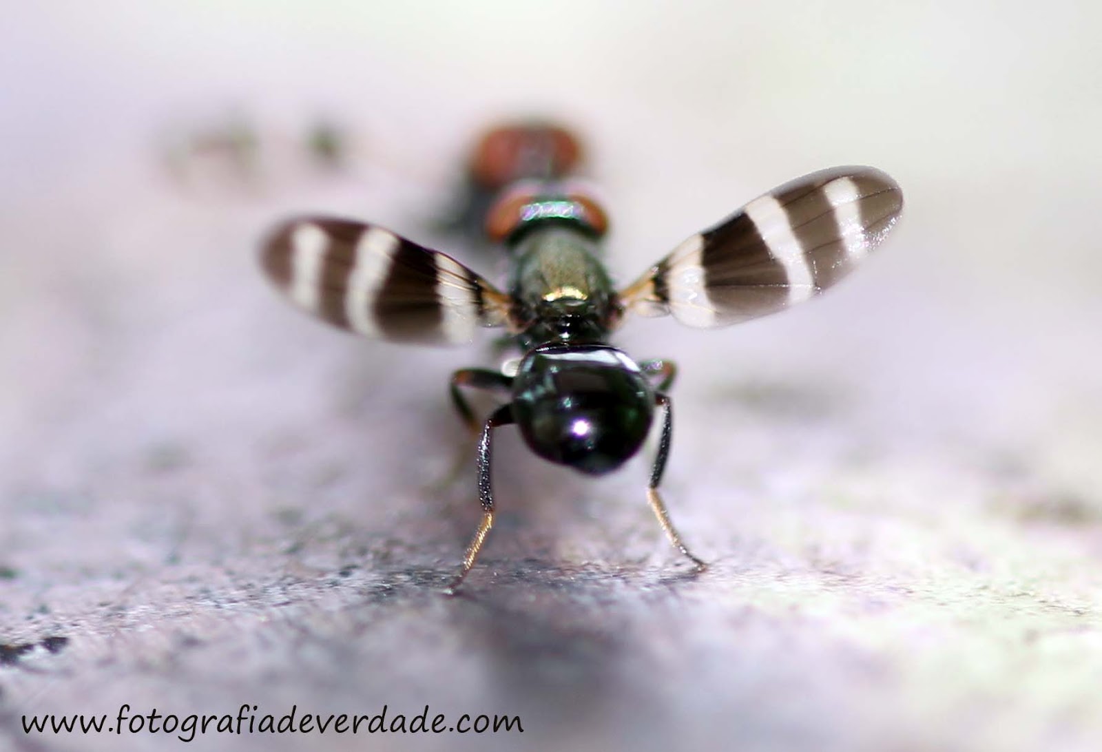 Fotografia de Verdade: Vida Macro dos Insetos