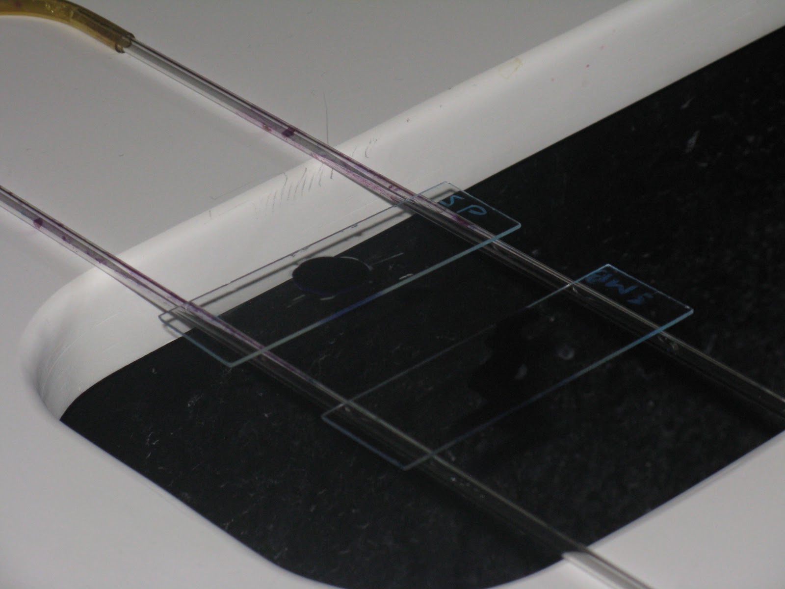 Samantha and Sarah's Microbiology Lab Journal: Staining Bacteria ...