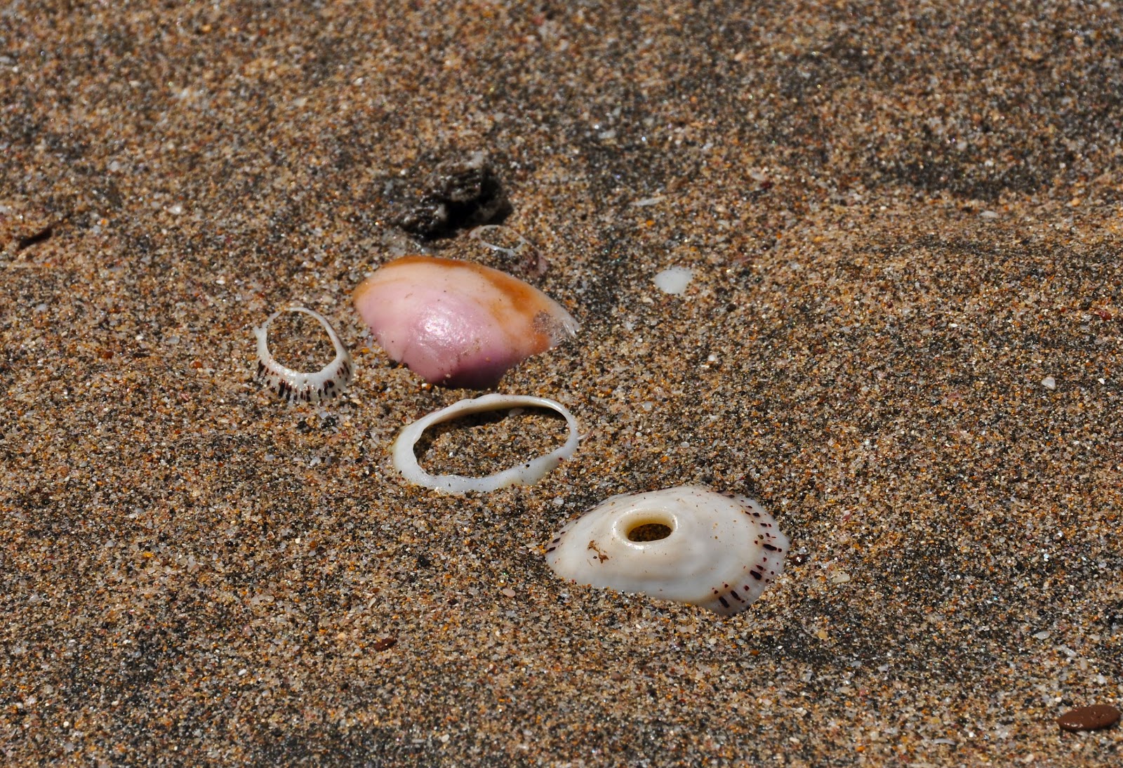 Tamarindo, Costa Rica Daily Photo: Decaying sea shells