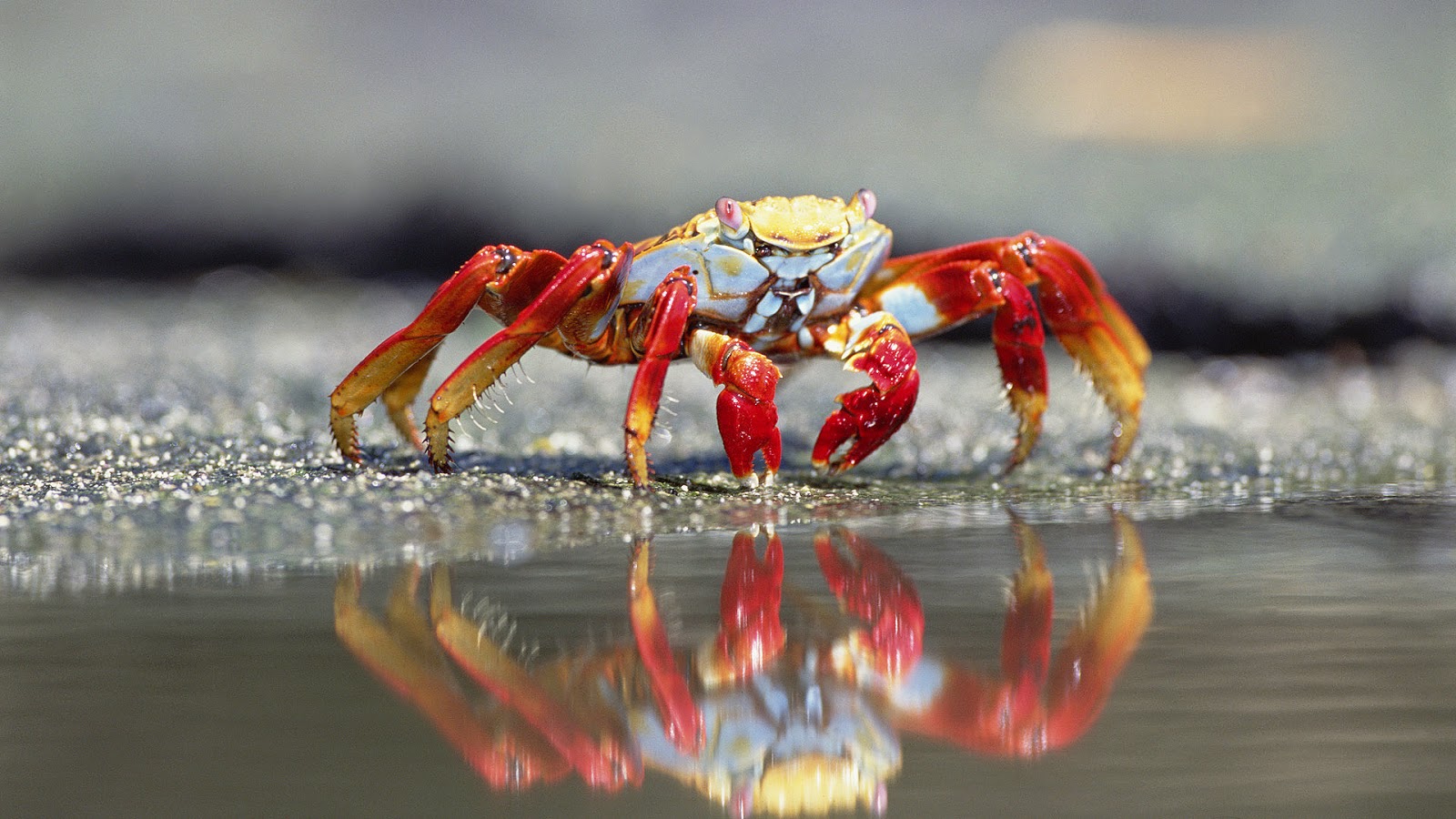 Rode krab op het strand