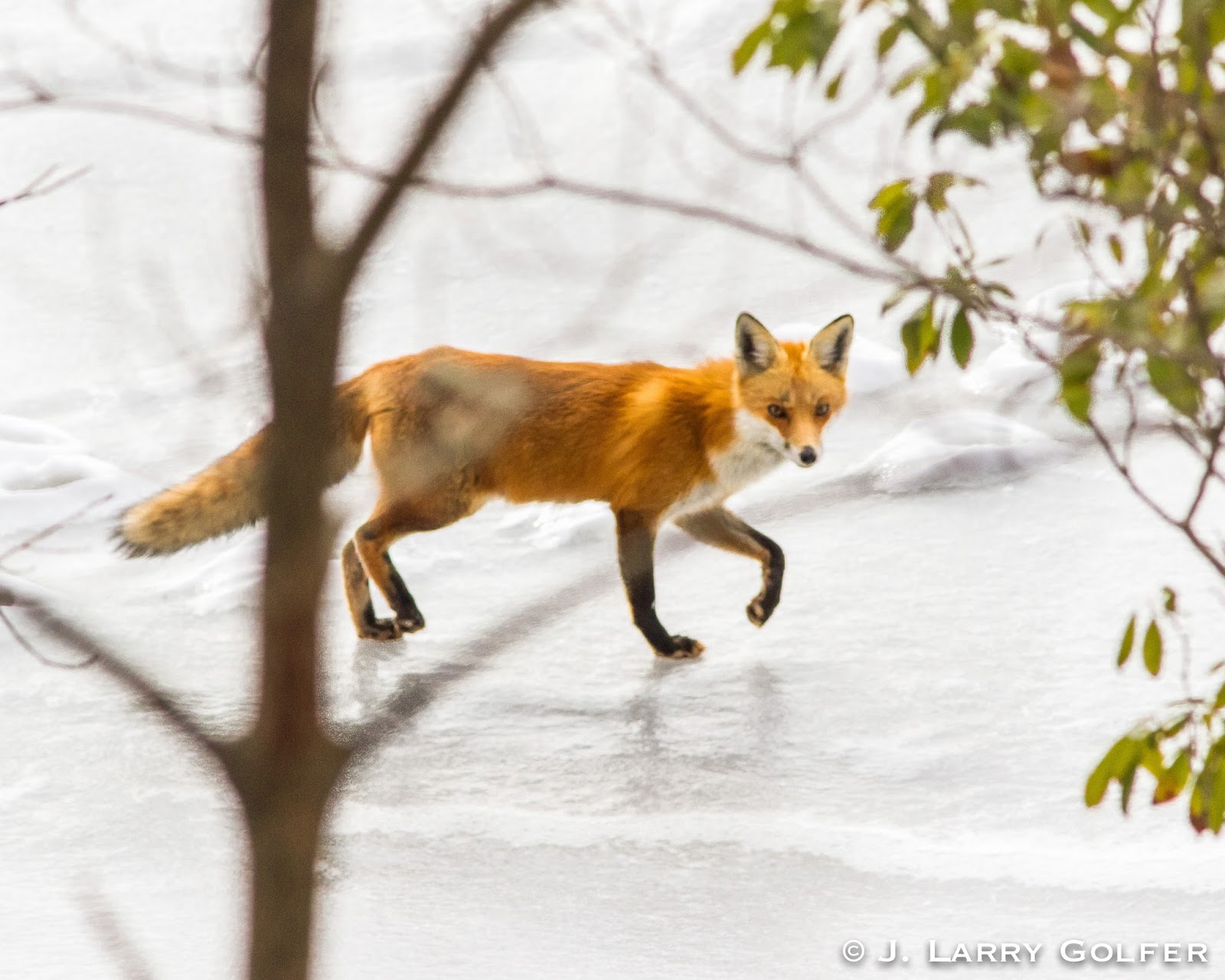 Rare sighting at the Lake; not so rare fox, too