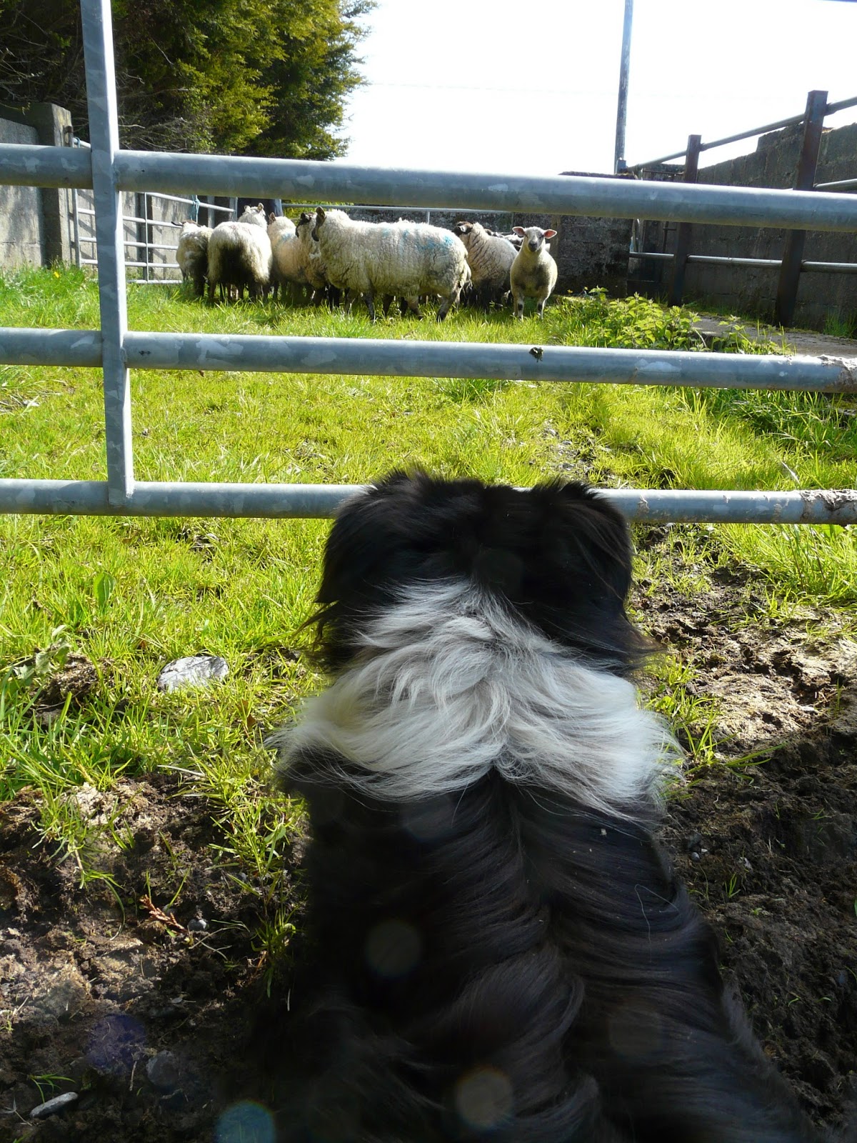 The Sheep's Age And Their Teeth