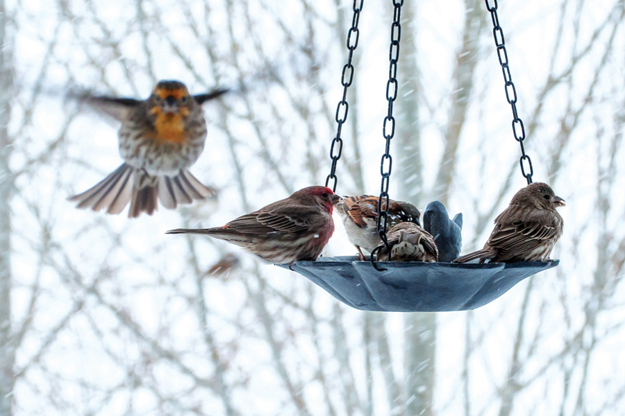 Every Day Is Special: February 3 - Feed the Birds Day