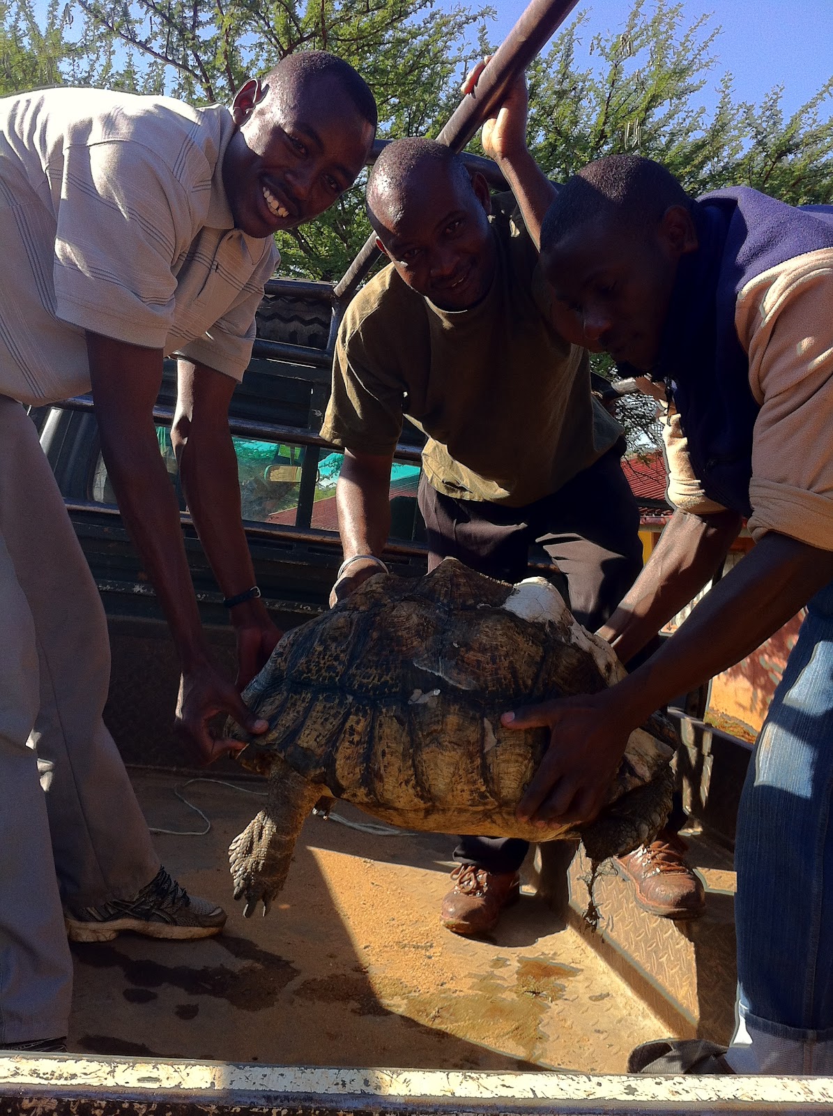 Ol Lentille Trust: Giant Tortoise Rescue...