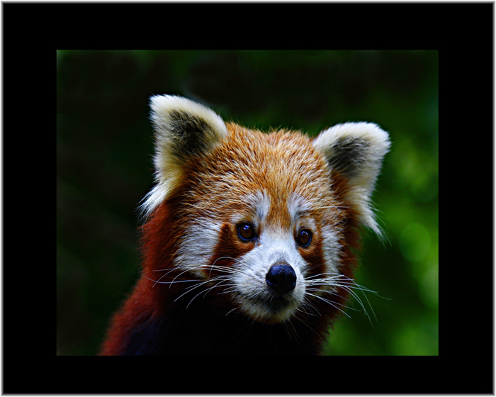 FOTO NATURA HUESCA 2: OSOS PANDA ailurus fulgens Frédéric Cuvier, 1825 ...