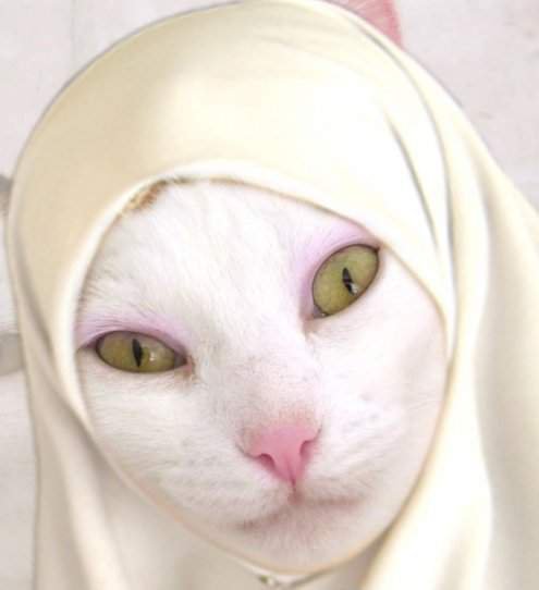 Kucing Berjilbab | Senyum Batik, Senyum Indonesia
