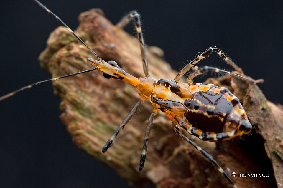 Melvyn's Photography: Reduviidae, Assassin Bug