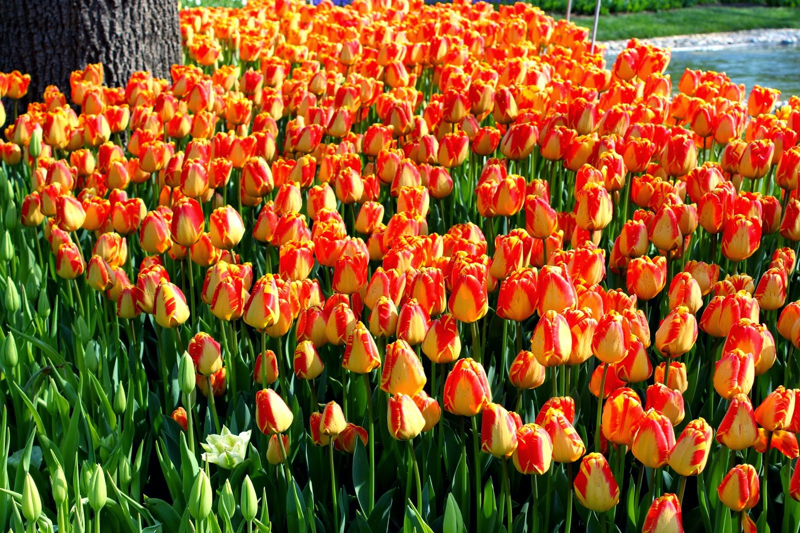 Here and There: Traditional Tulips of Turkey