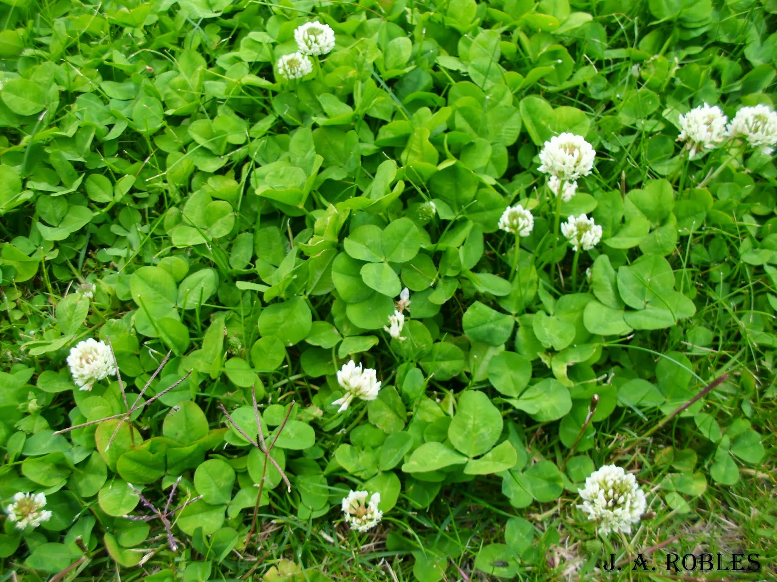 Silencio verde, la vida...: Trifolium repens (Trebol blanco, trebol ...