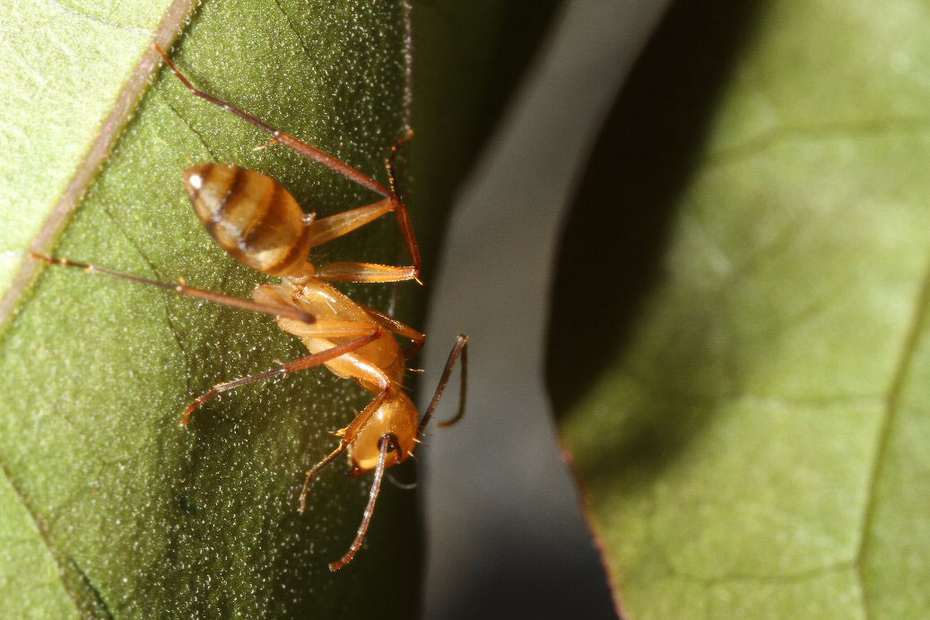 fourmis de Cuba- Hormigas de Cuba- Ants of Cuba: Camponotus ramulorum
