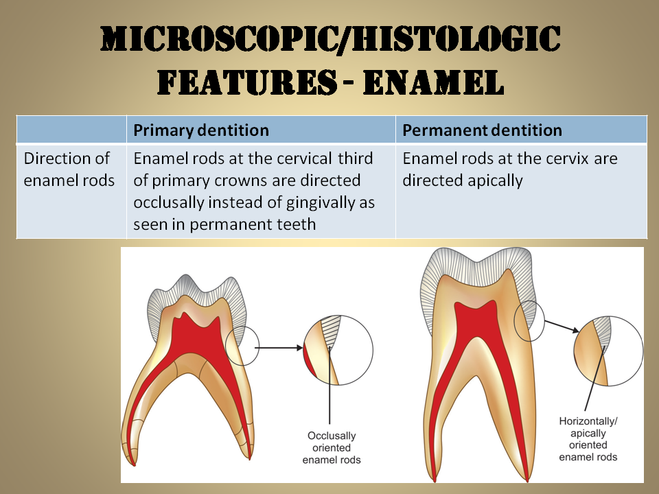 Dental Notes: Differences between Primary and Permanent teeth NOTES (New) Dental Notes: Differences between Primary and Permanent teeth NOTES (New)