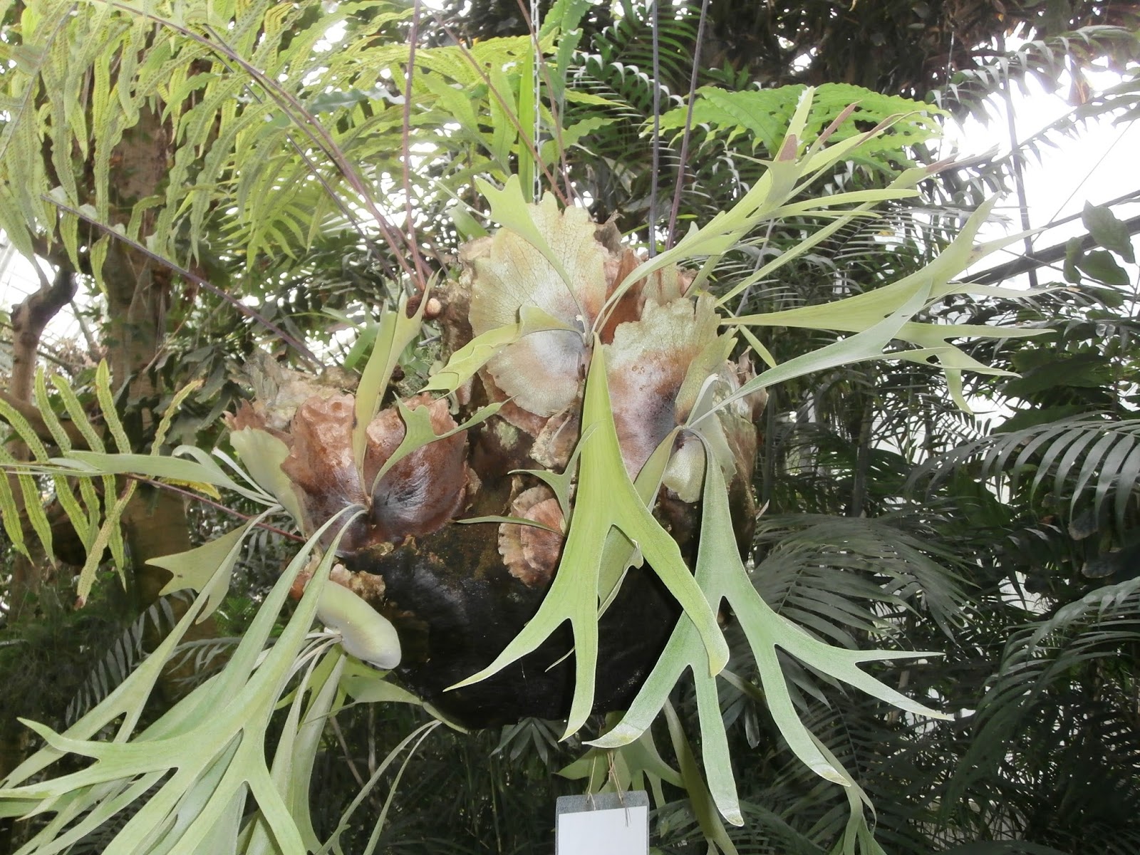 METIDO EN JARDINES: Cuerno de Alce, Platycerium