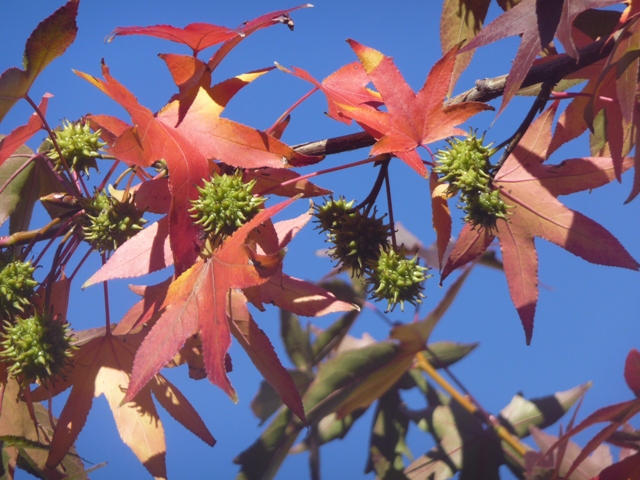 BIZIARIKLIK: OCOZOL o LIQUIDAMBAR (Liquidámbar styraciflua))