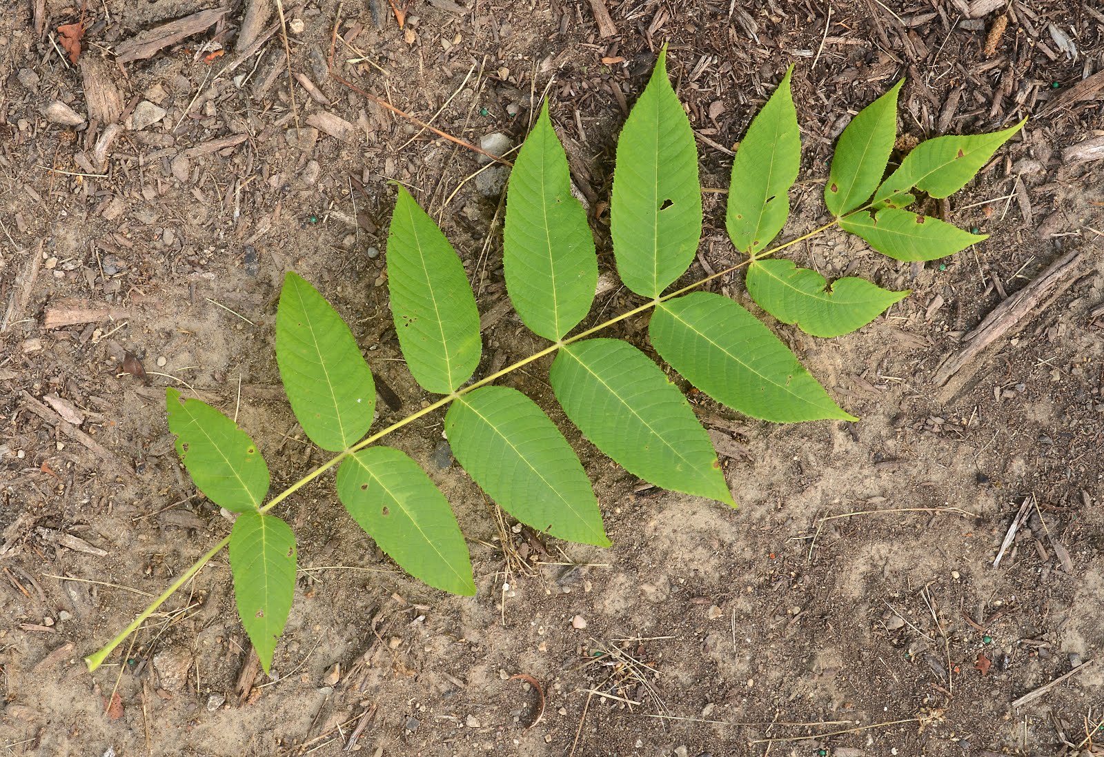 Indiana Plant A Day: Butternut
