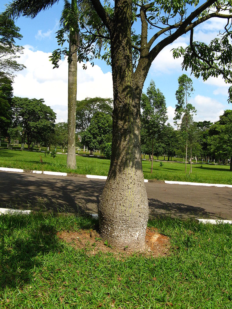 Paineira-rosa - Ceiba speciosa