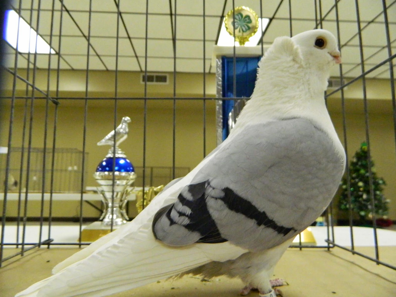 World of Pigeons and Doves: Old German Owl ( Altdeutsches Mövchen )