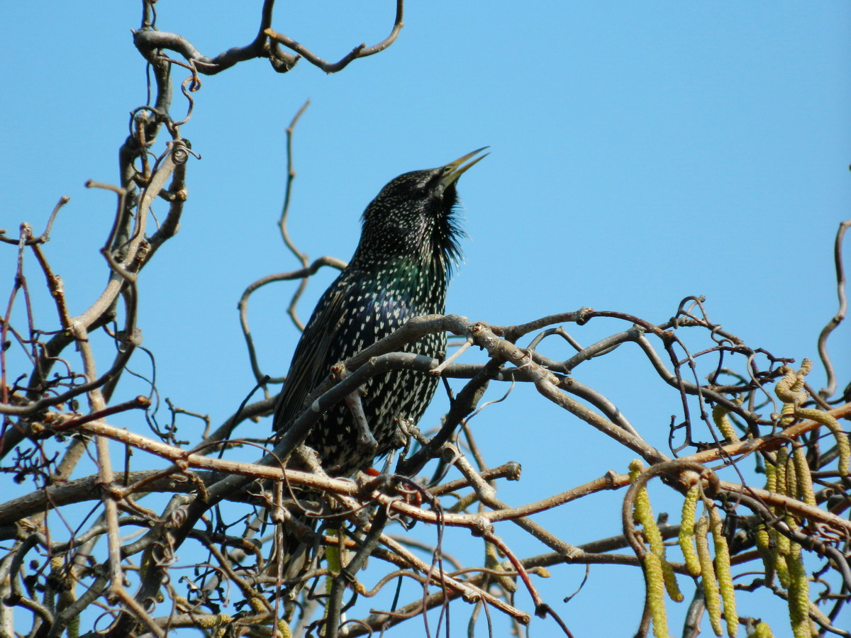 LA MULTI ANI, ROMANIA!: Graur