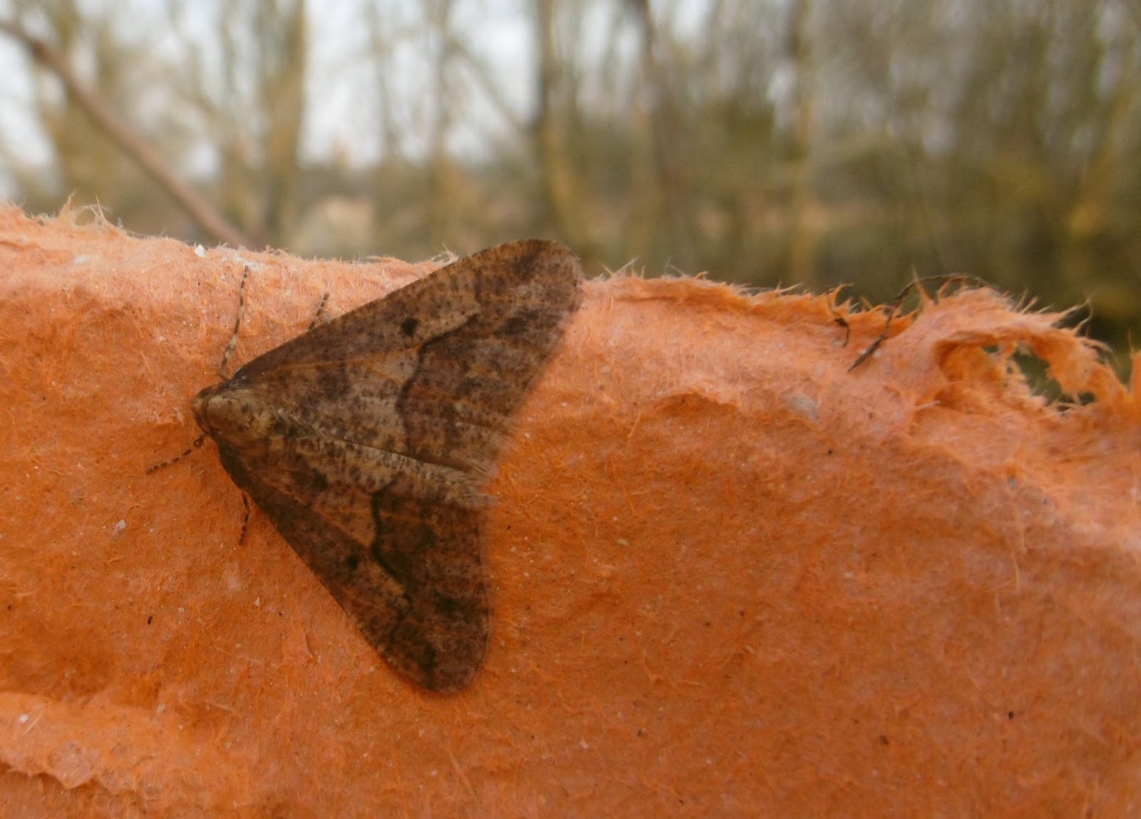 Martin's Moths: Merry Christmas all!