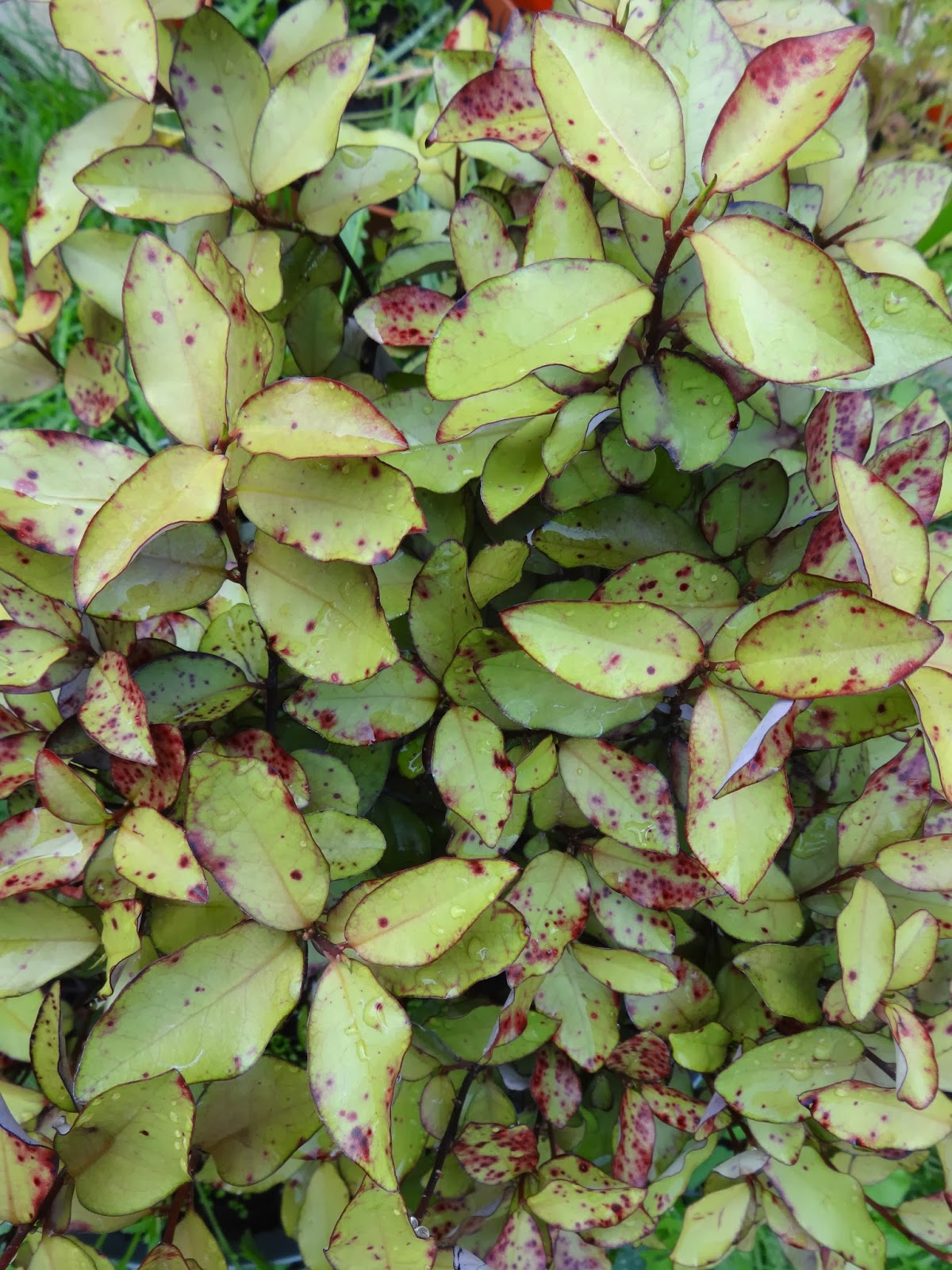 Herbs from Distant Lands: Pseudowintera colorata - Horopito, New ...