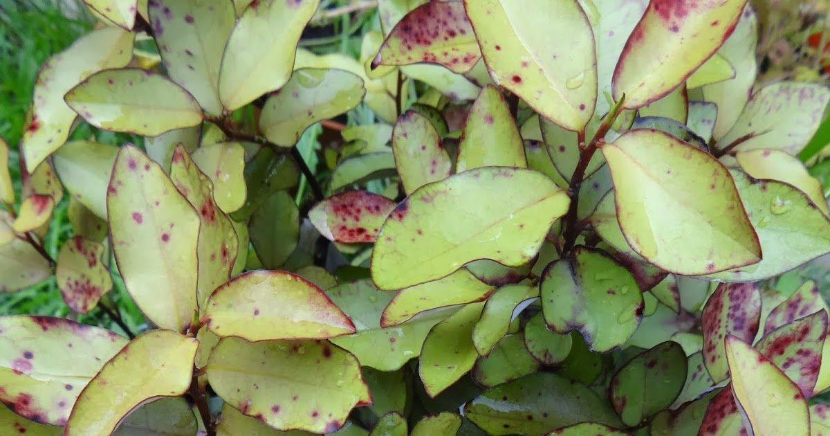 Herbs from Distant Lands: Pseudowintera colorata - Horopito, New ...