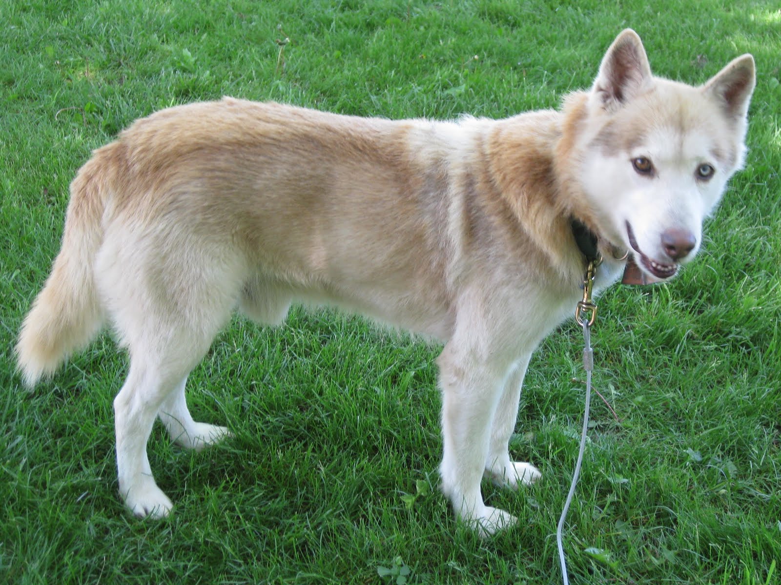 ONE DOG AT A TIME RESCUE: Neketa - Pure Bred Siberian Husky